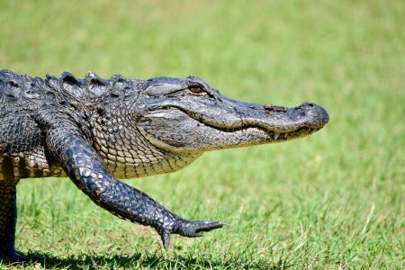 Family Files Wrongful Death Lawsuit After Woman is Killed by Alligator